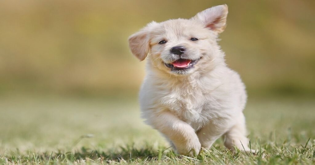 470+ Thank You Message for My Dog Who Passed Away - Pozy Magazine